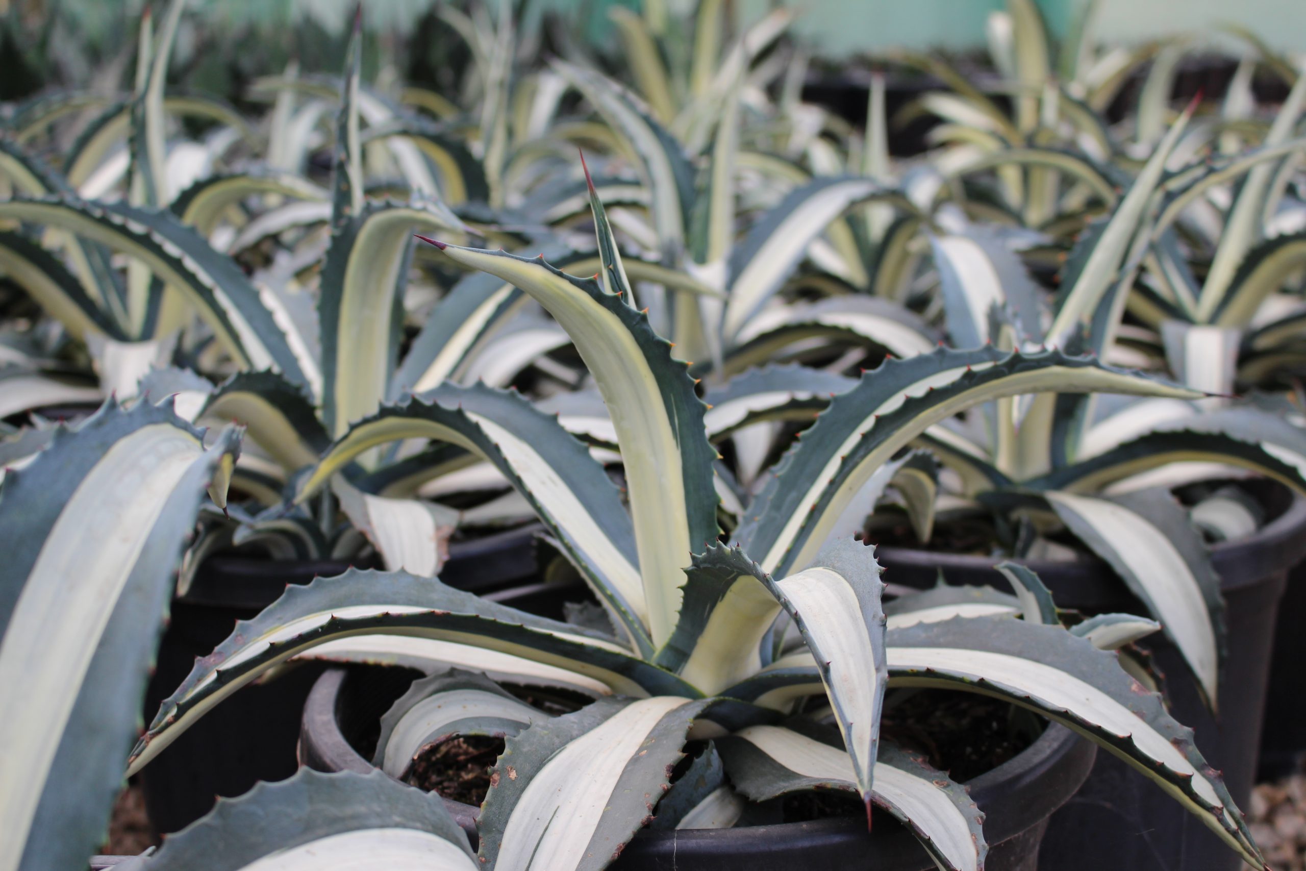 Agave americana ‘Mediopicta alba’ – Peek Garden