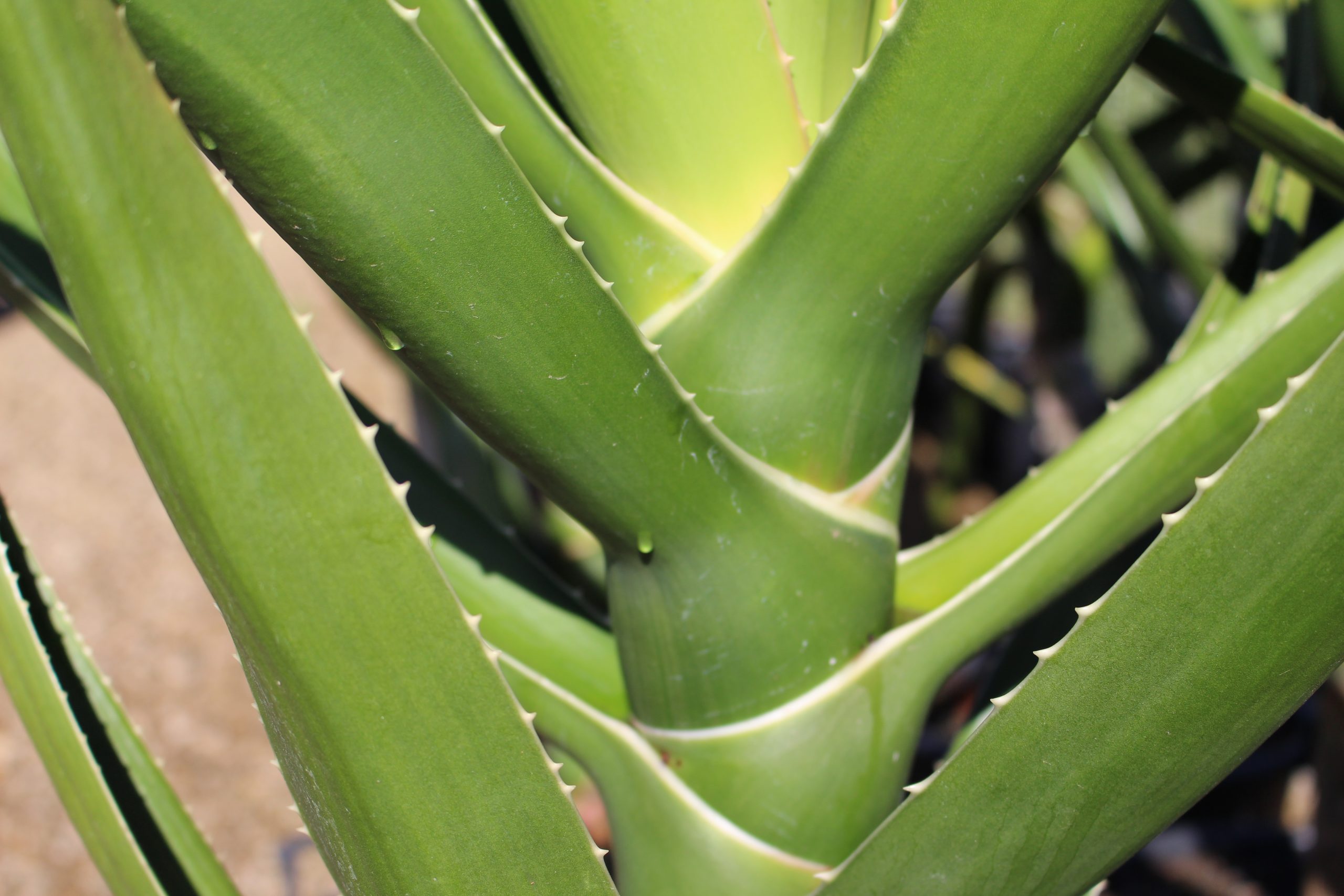Aloidendron (Tree Aloe) – Peek Garden