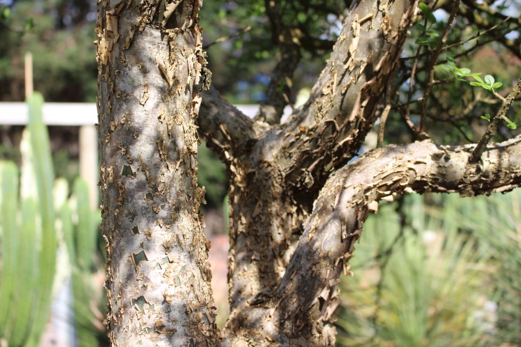 Bursera fagaroides Mexican Bottle Tree “fragrant bursera” – Peek Garden