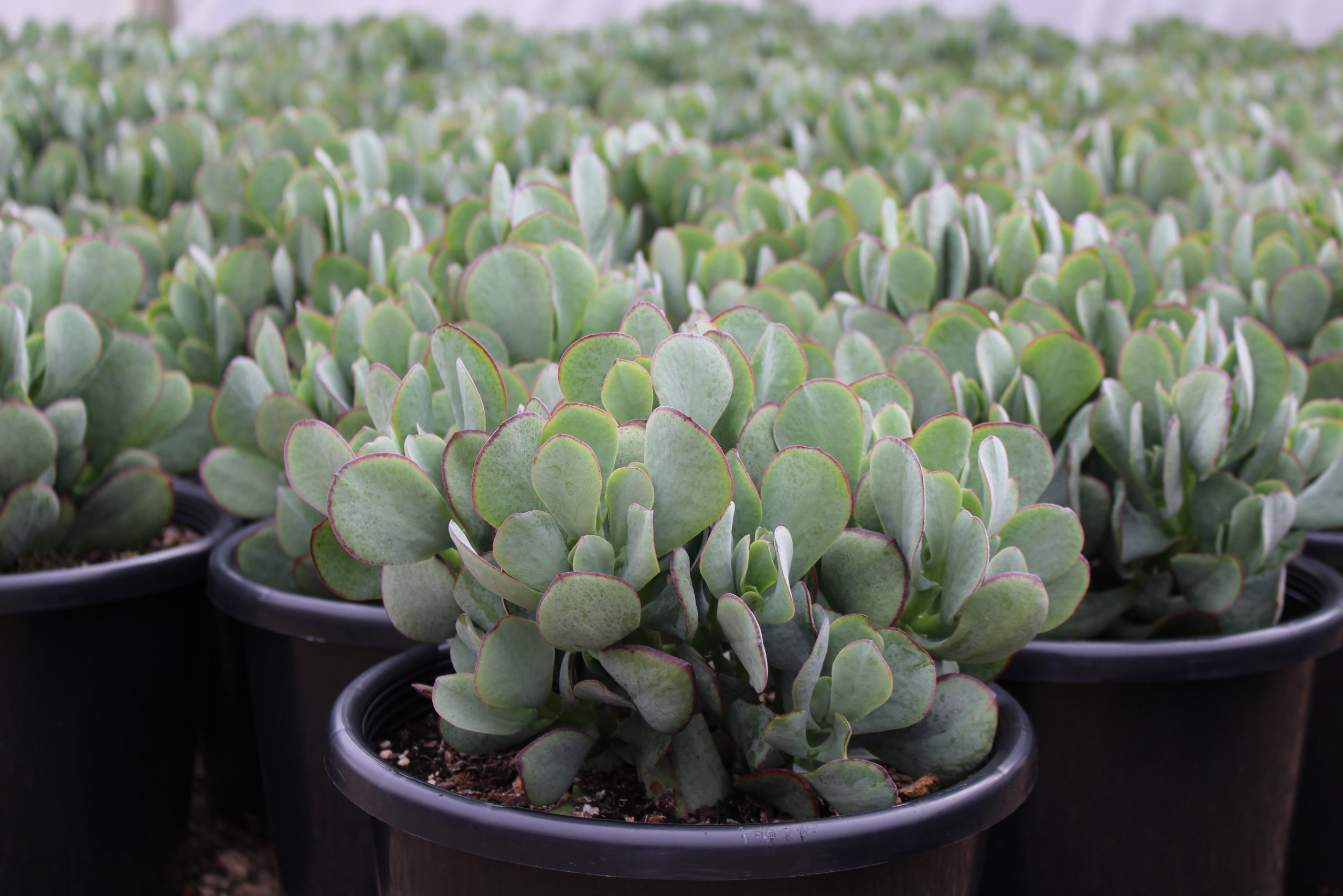 Crassula Blue Bird – Peek Garden