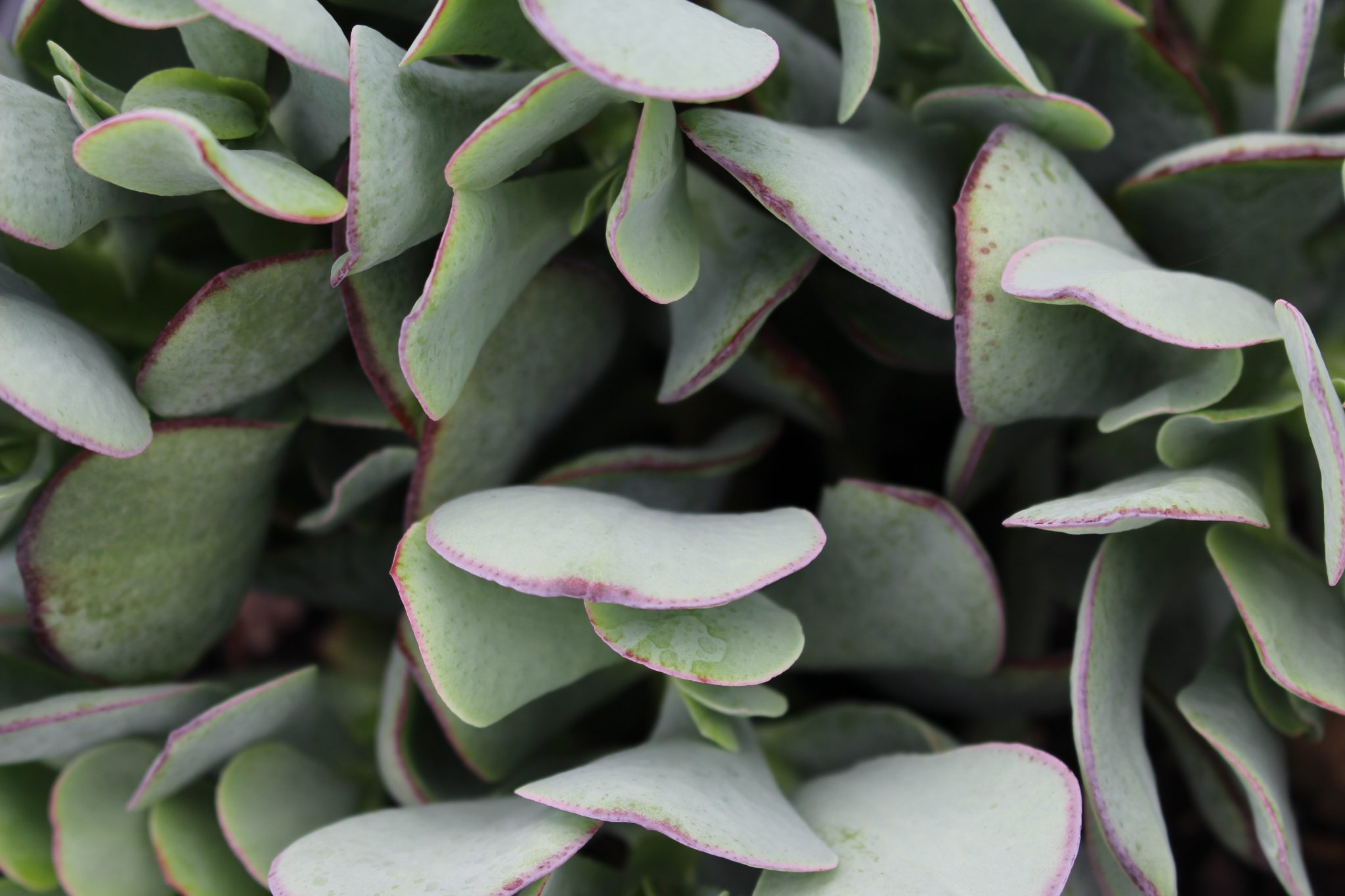Crassula Blue Bird – Peek Garden