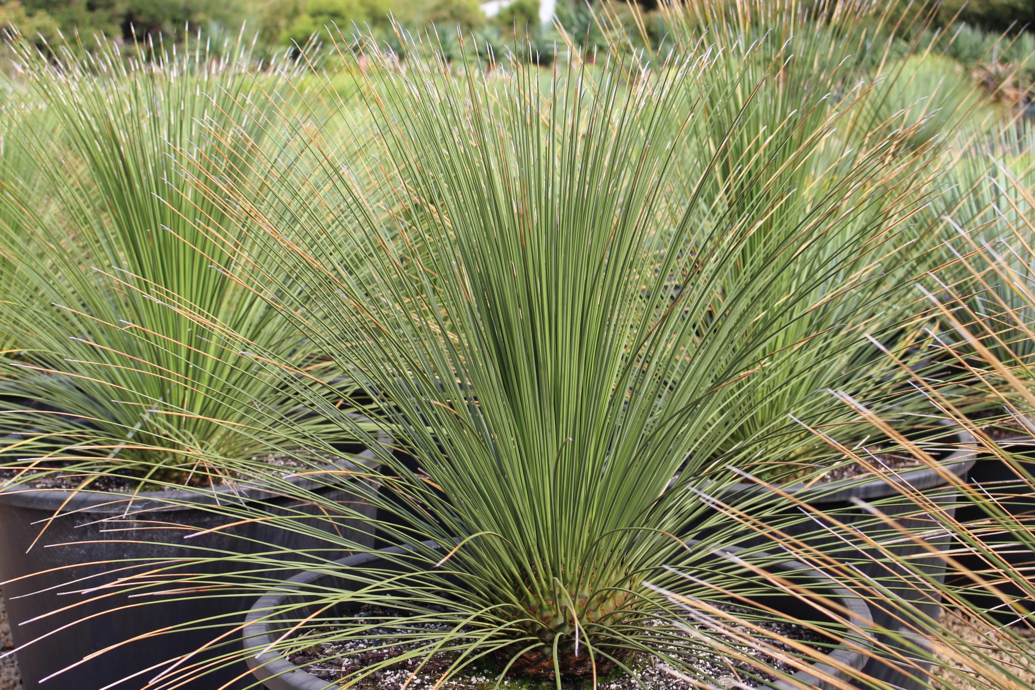 Dasylirion quadrangulatum (Mexican grass tree) – Peek Garden