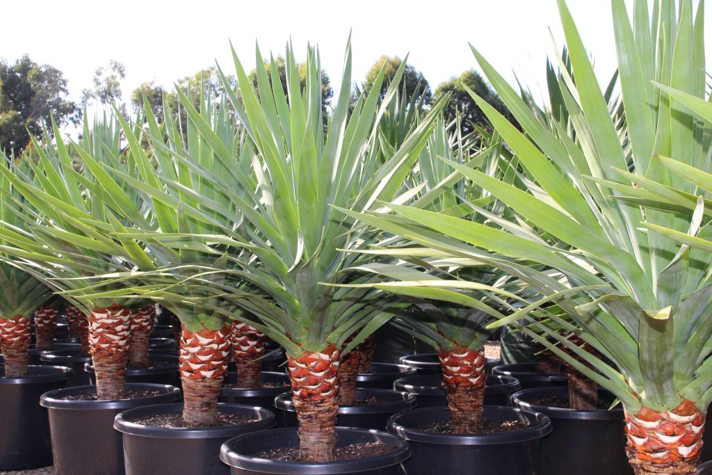 Dracaena Draco (Dragon Tree) – Peek Garden