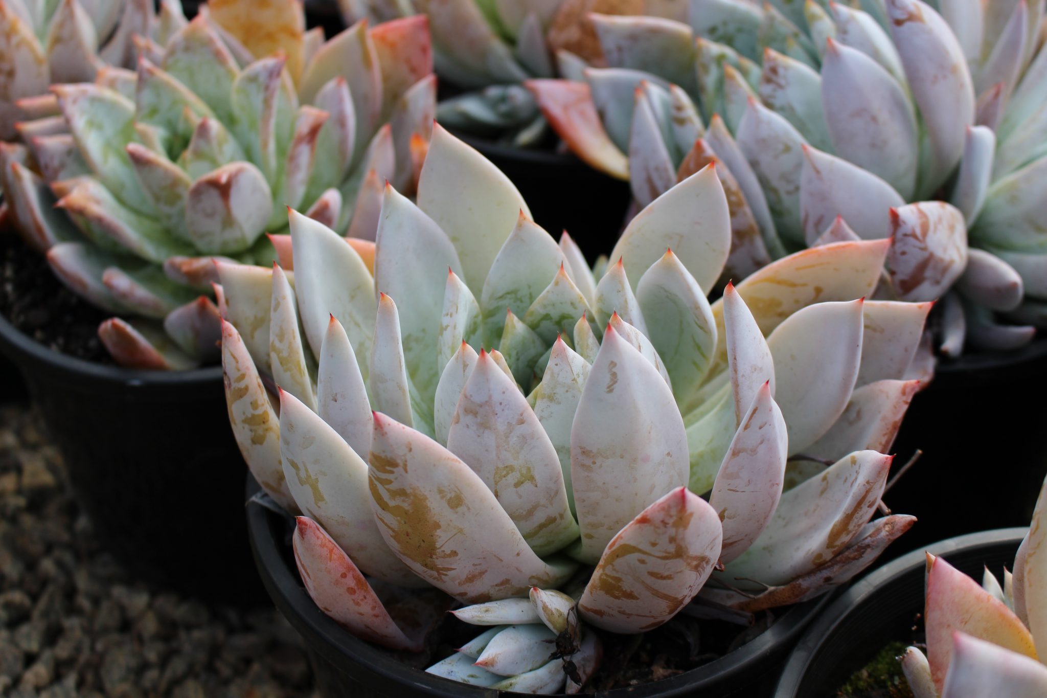 Echeveria ‘Mexican Giant’ – Peek Garden