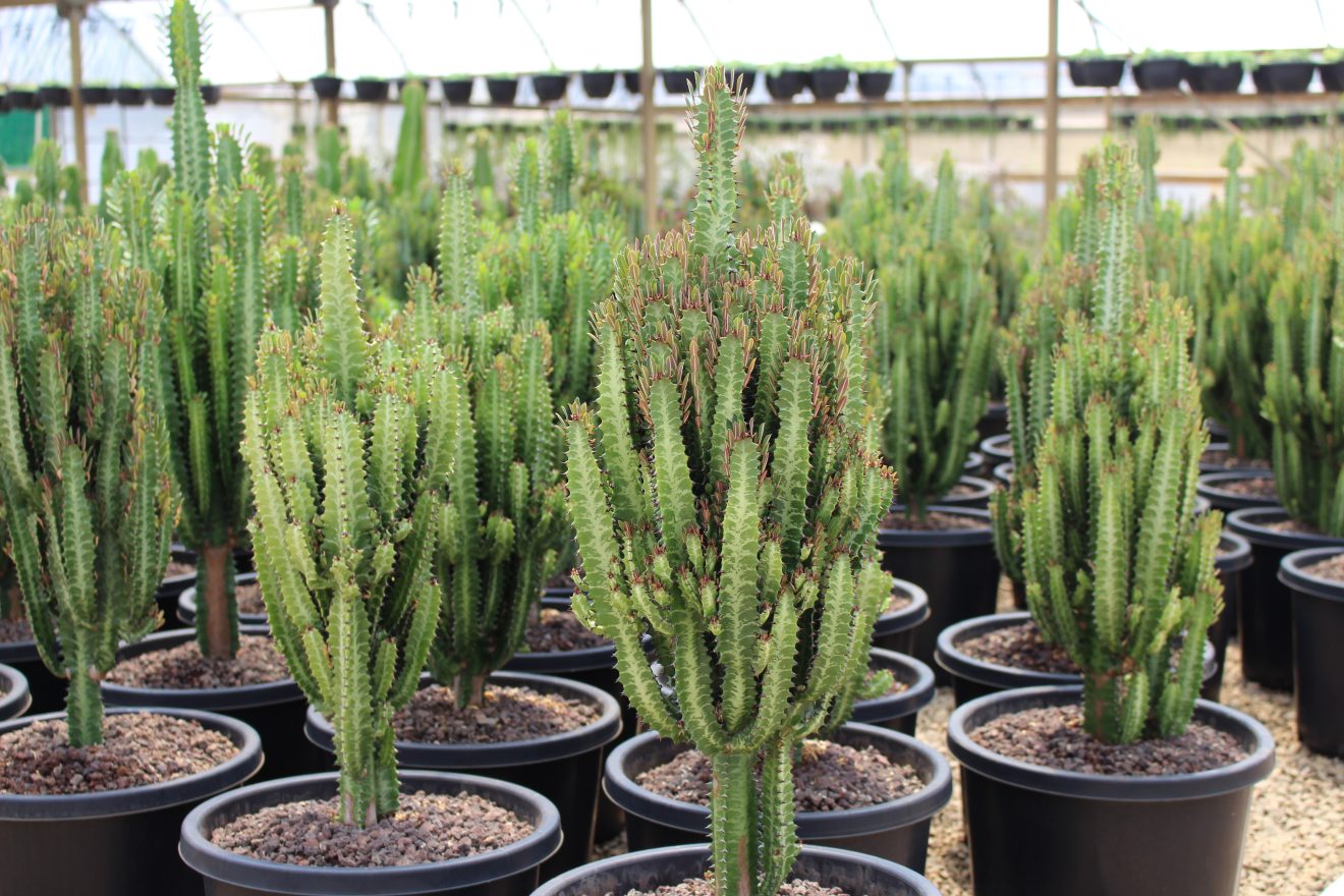 Euphorbia trigona (African Milk Tree) – Peek Garden